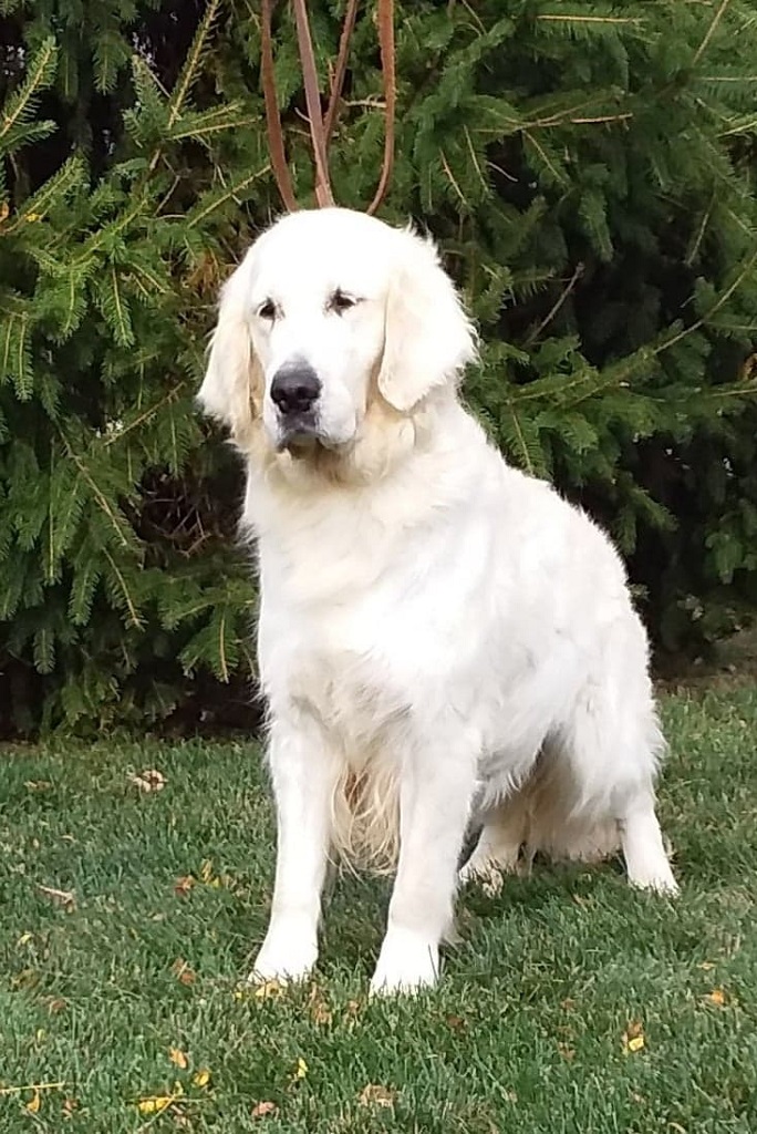 Pristine English Creams Retired Dogs - Pristine English Creams