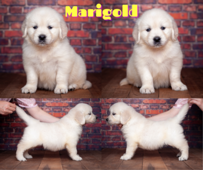 English Cream Golden Retriever Puppies For Sale|Pristine English Creams